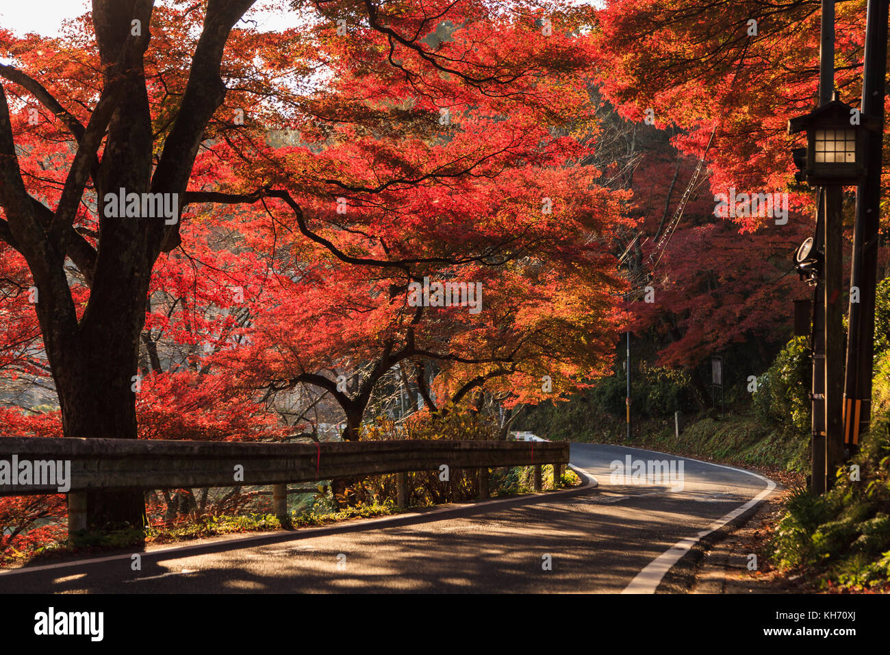 Beautiful scenic road with red leaves tunnel in the morning, Yoshino ...