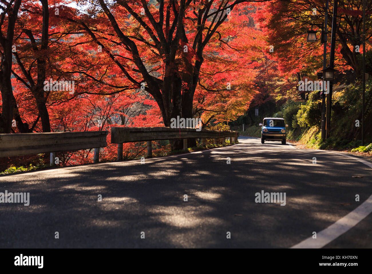 Maple tunnel japan hi-res stock photography and images - Alamy