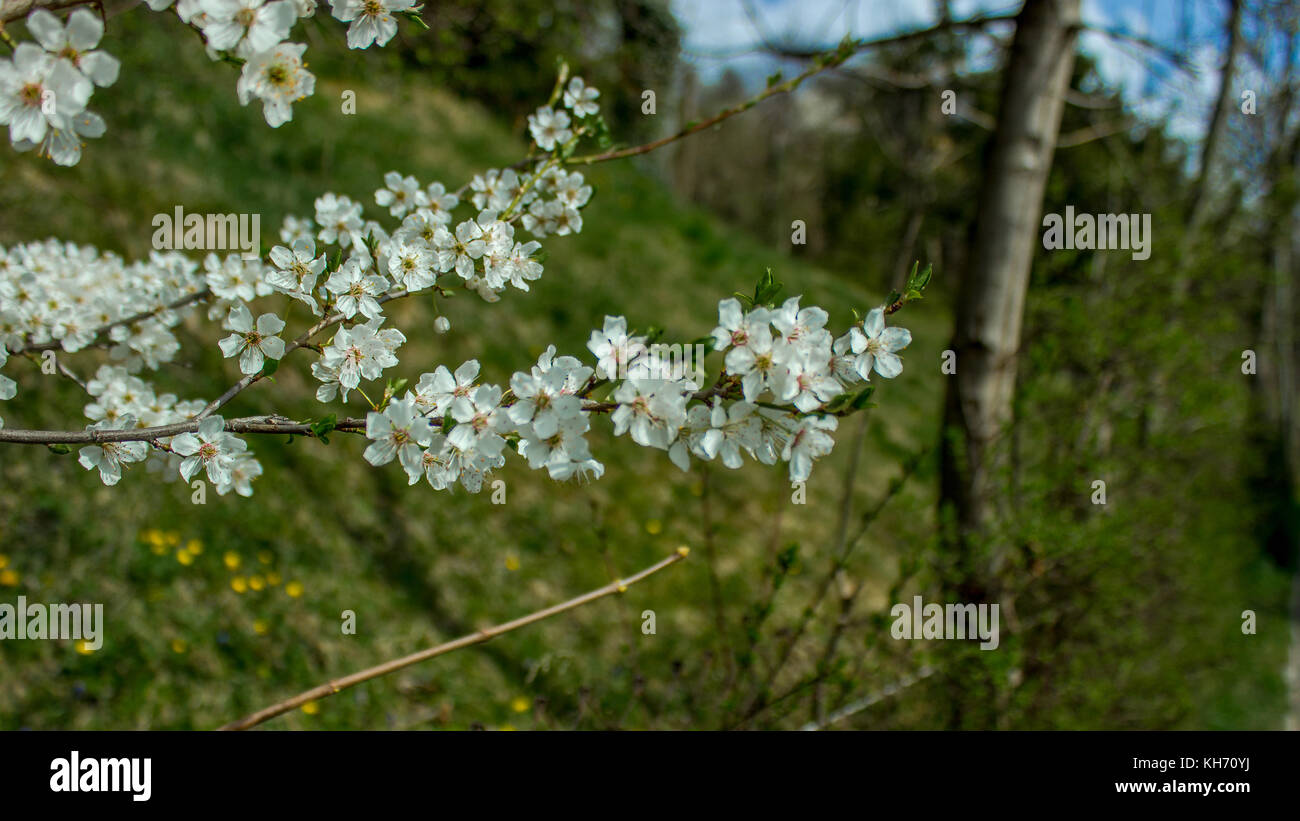 beautiful treeflower in spring, Innsbruck, Austria Stock Photo - Alamy