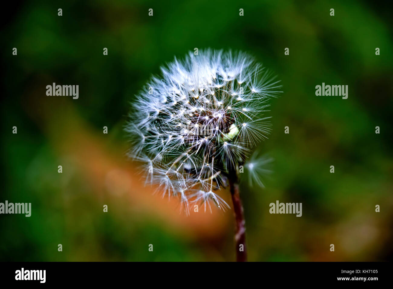 Fluff ball hi-res stock photography and images - Alamy