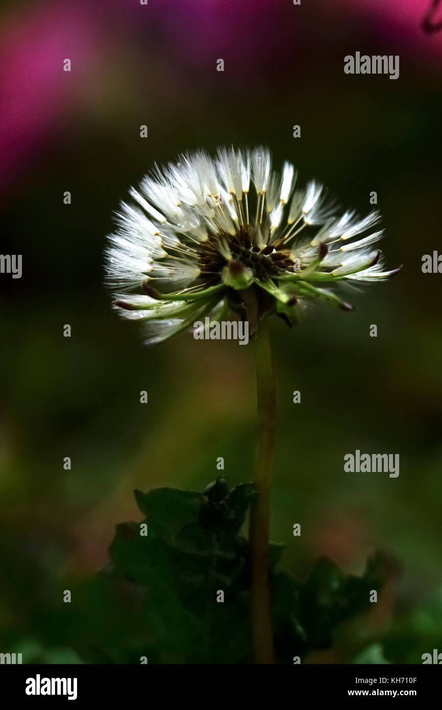 Dandelion Seed Germination High Resolution Stock Photography and Images ...