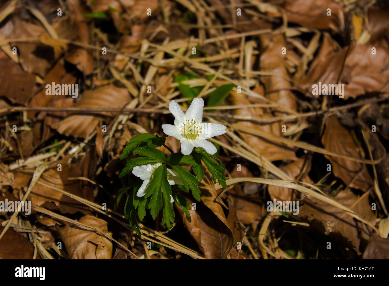 beautiful treeflower in spring, Innsbruck, Austria Stock Photo - Alamy