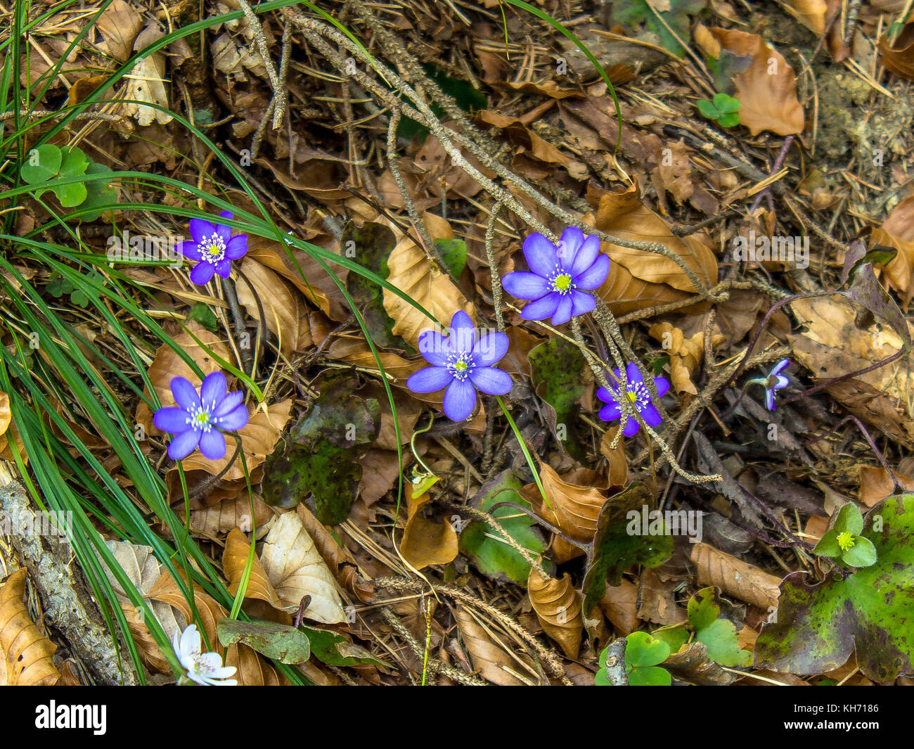 beautiful treeflower in spring, Innsbruck, Austria Stock Photo - Alamy