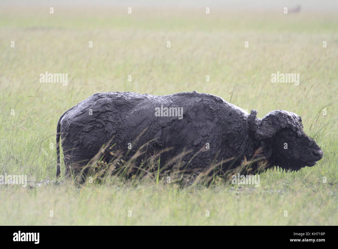 Buffalo covered in mud, Kenya Stock Photo - Alamy