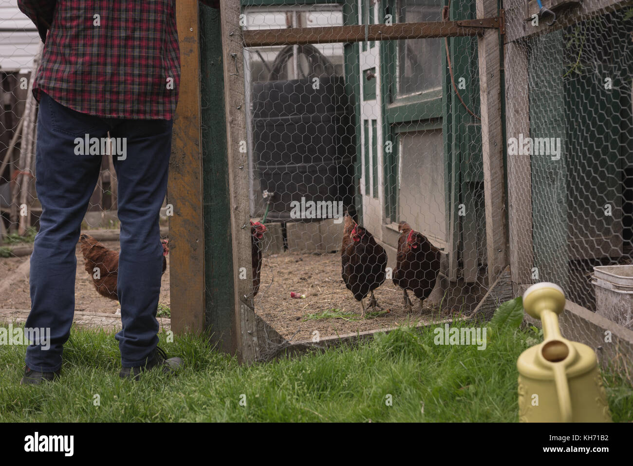 Low-section of man feeding hens at poultry farm Stock Photo - Alamy