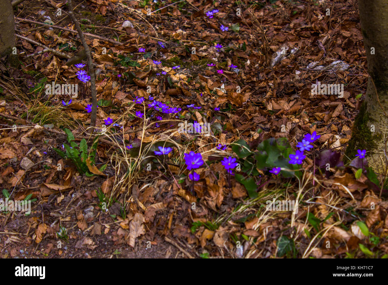 beautiful treeflower in spring, Innsbruck, Austria Stock Photo - Alamy