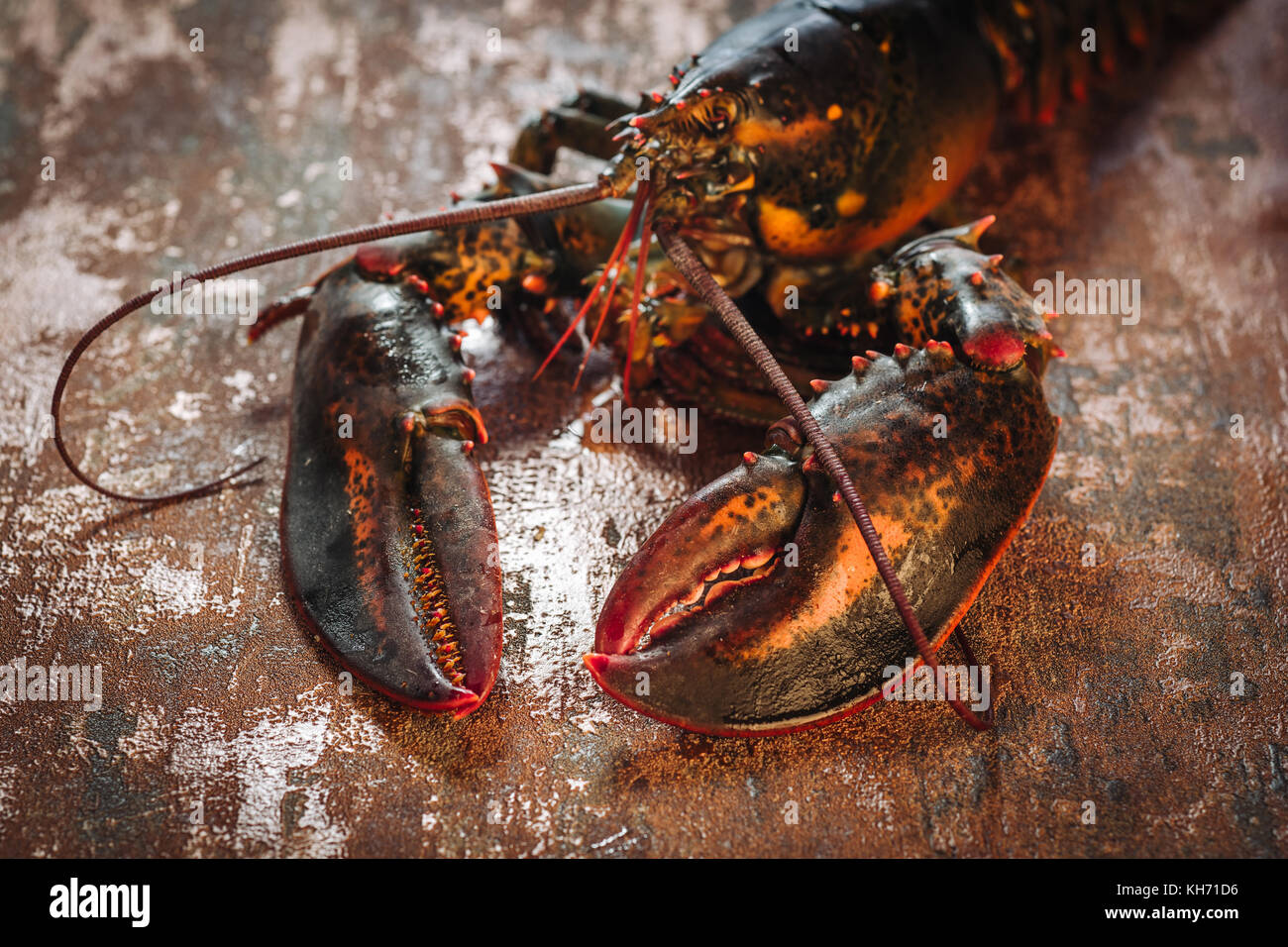 Live Lobster In Sea