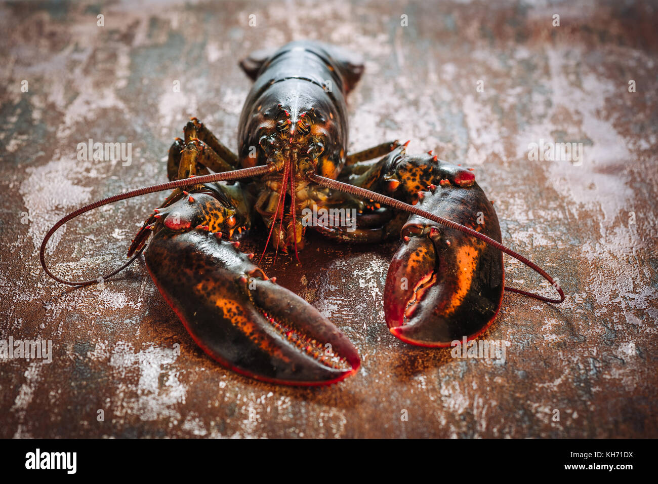 Lobster alive hi-res stock photography and images - Alamy