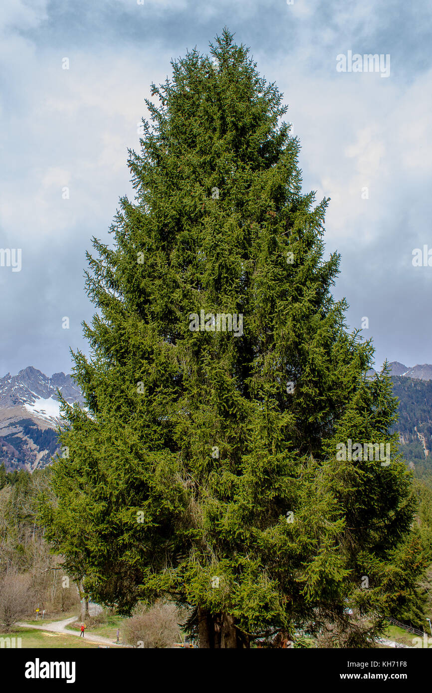 Forest tree trees austria hi-res stock photography and images - Alamy
