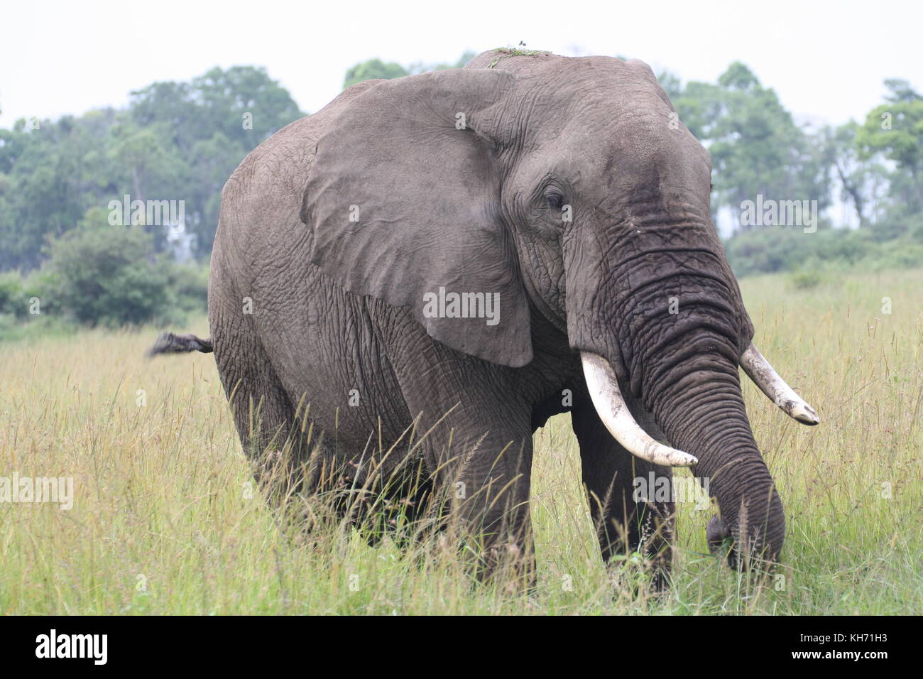 Bull masai mara hi-res stock photography and images - Alamy