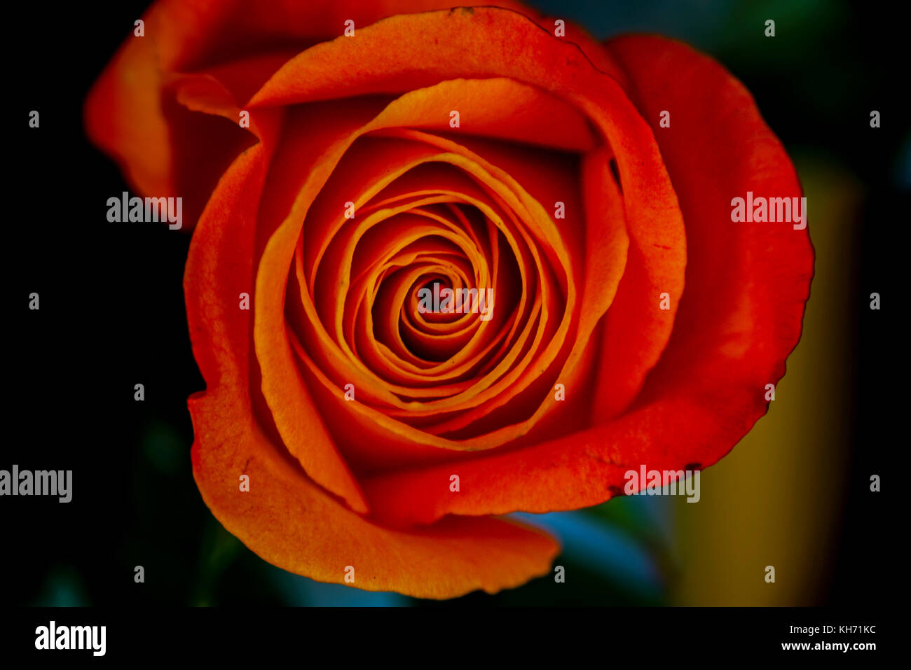 Blooming perfect orange Garden Rose Stock Photo - Alamy