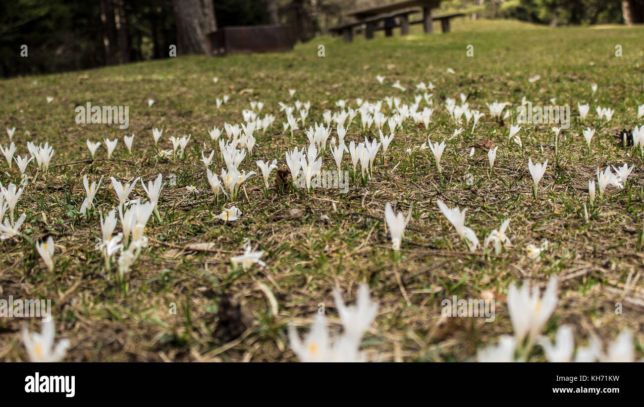 beautiful treeflower in spring, Innsbruck, Austria Stock Photo - Alamy
