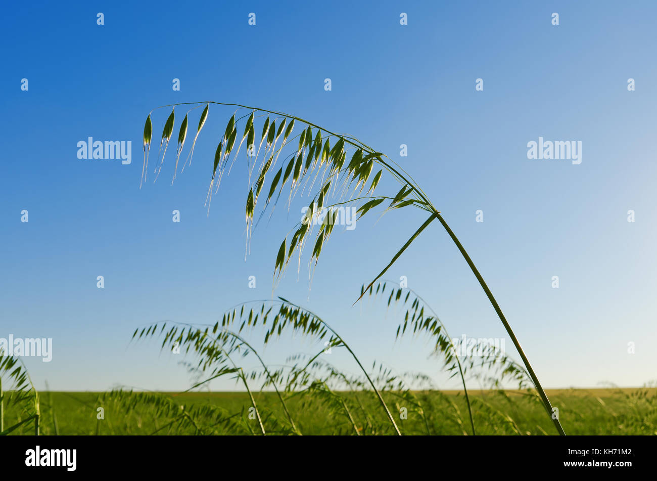 green oats on the field. soft focus Stock Photo - Alamy