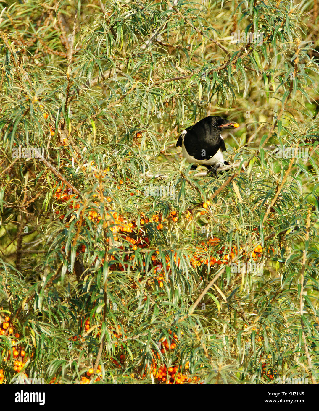 A Small Snack Stock Photo Alamy a-small-snack-stock-photo-alamy