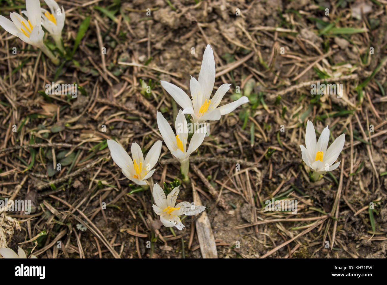 beautiful treeflower in spring, Innsbruck, Austria Stock Photo - Alamy
