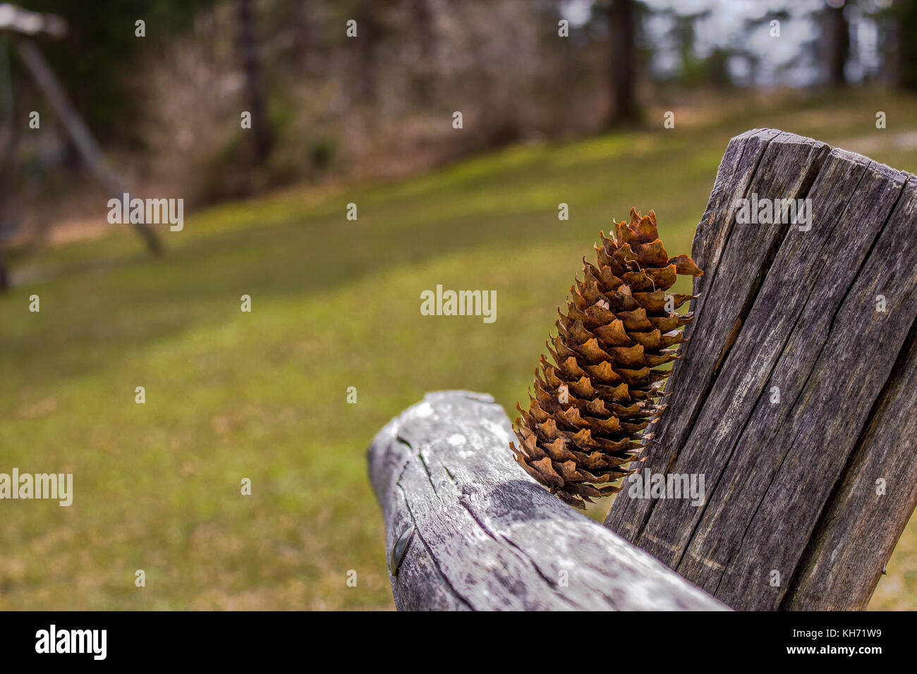 Firecone hi-res stock photography and images - Alamy