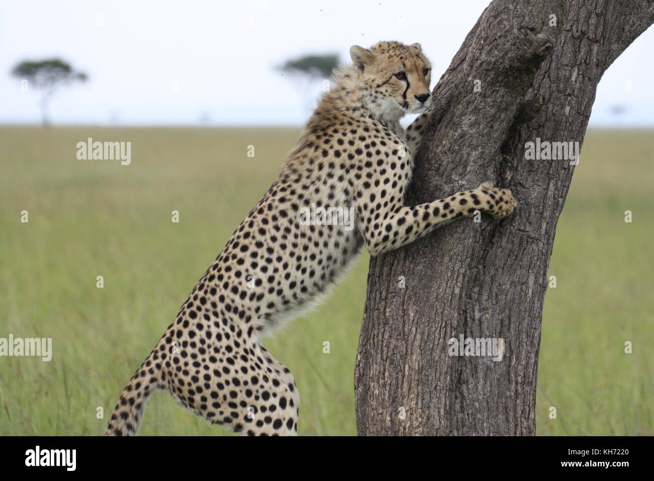 Cheetah in tree, Masai Mara, Kenya Stock Photo - Alamy