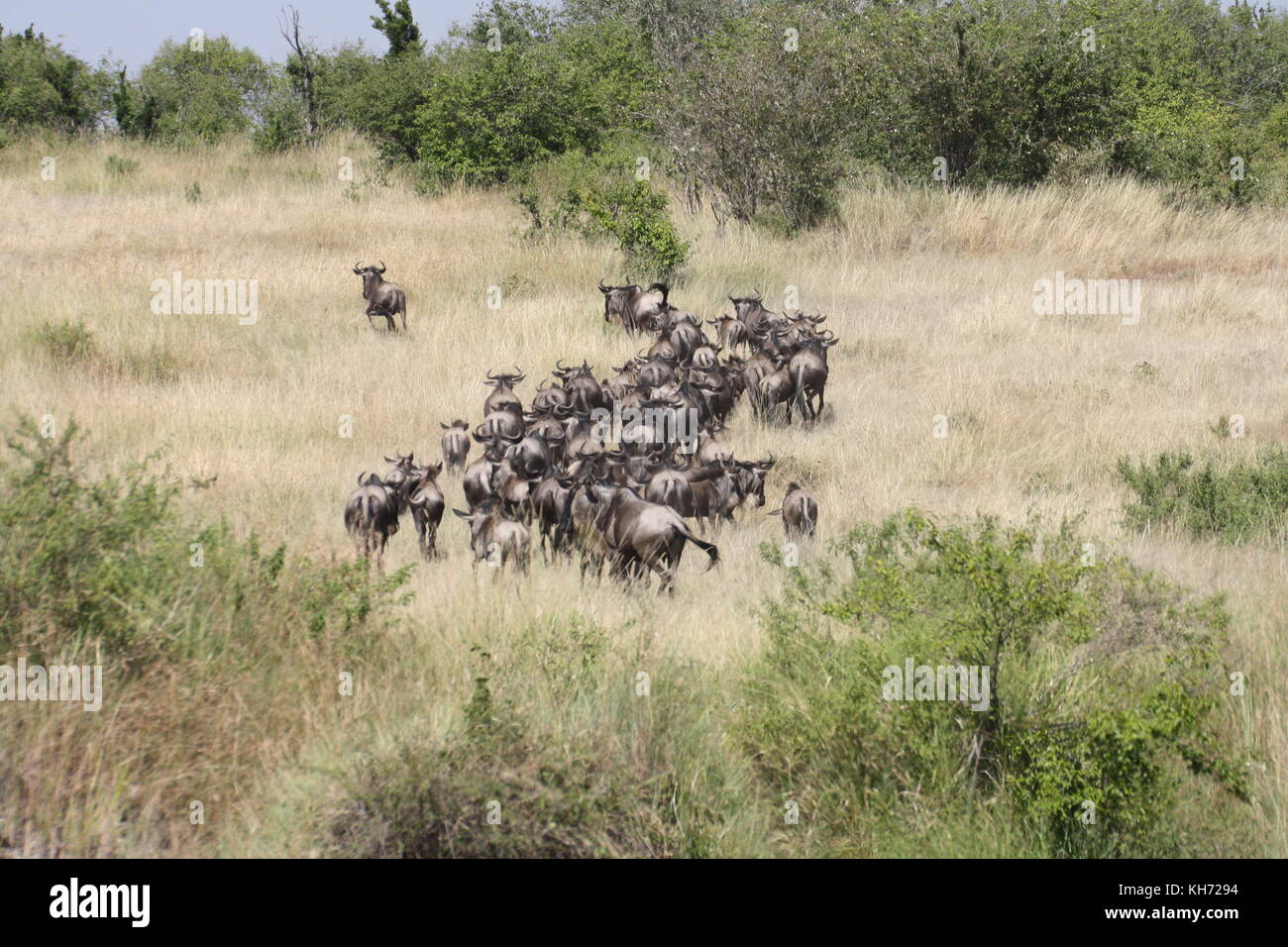 The great migration, Kenya Stock Photo - Alamy
