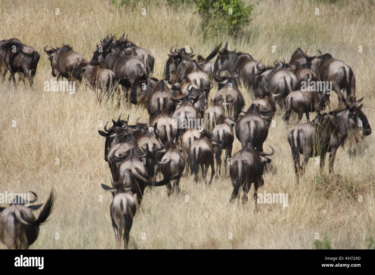 The great migration, Kenya Stock Photo - Alamy