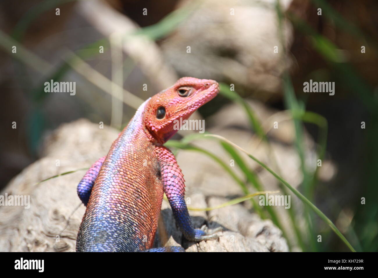 Pink and blue lizard, Kenya Stock Photo - Alamy