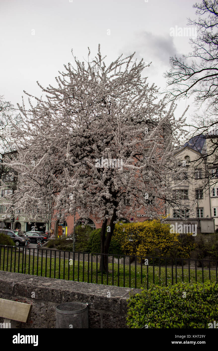 beautiful treeflower in spring, Innsbruck, Austria Stock Photo - Alamy