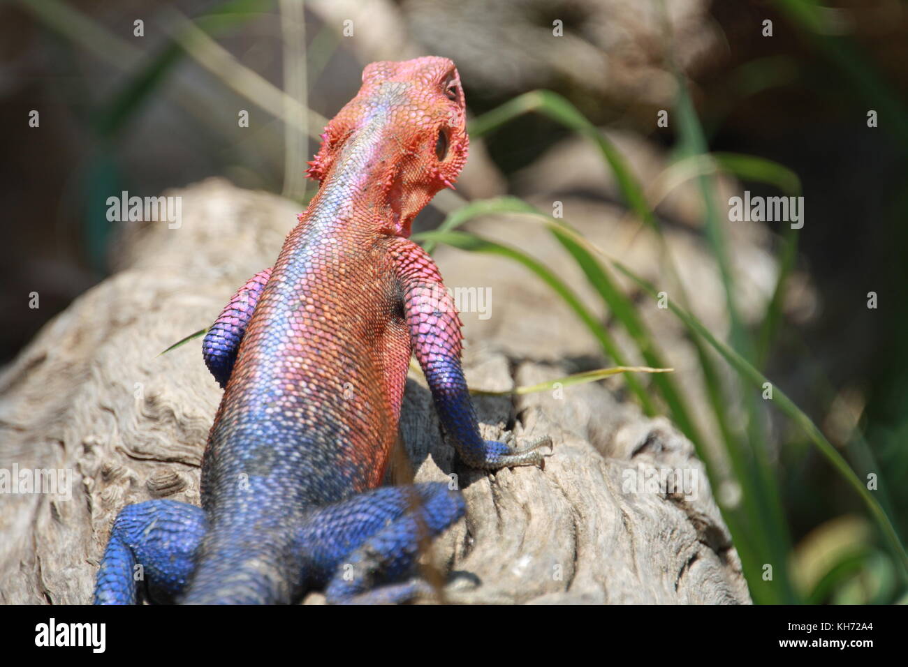 Pink and blue lizard, Kenya Stock Photo - Alamy