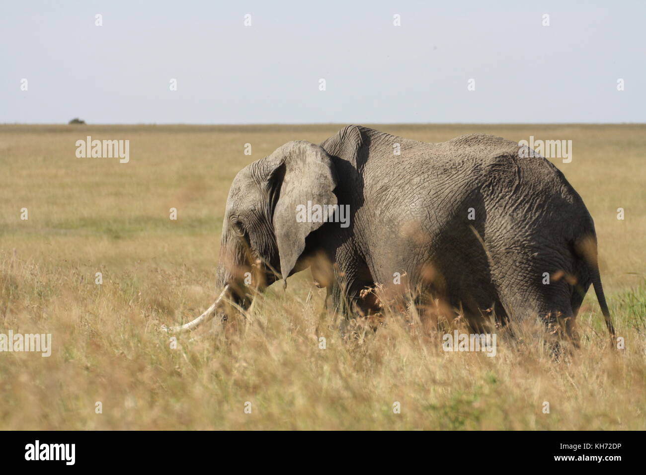 African Elephants, Kenya Stock Photo - Alamy