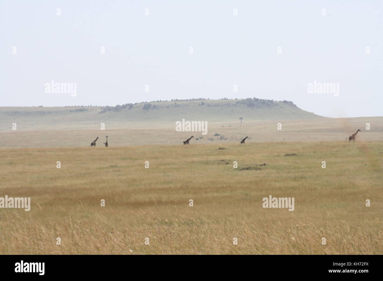 From a far hi-res stock photography and images - Alamy