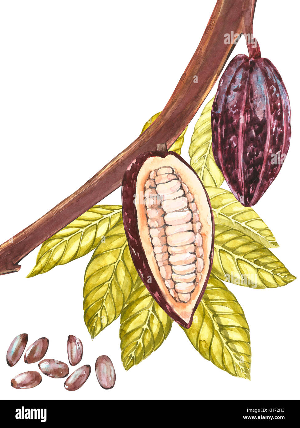 Set of botanical illustration. Watercolor cocoa fruit collection ...