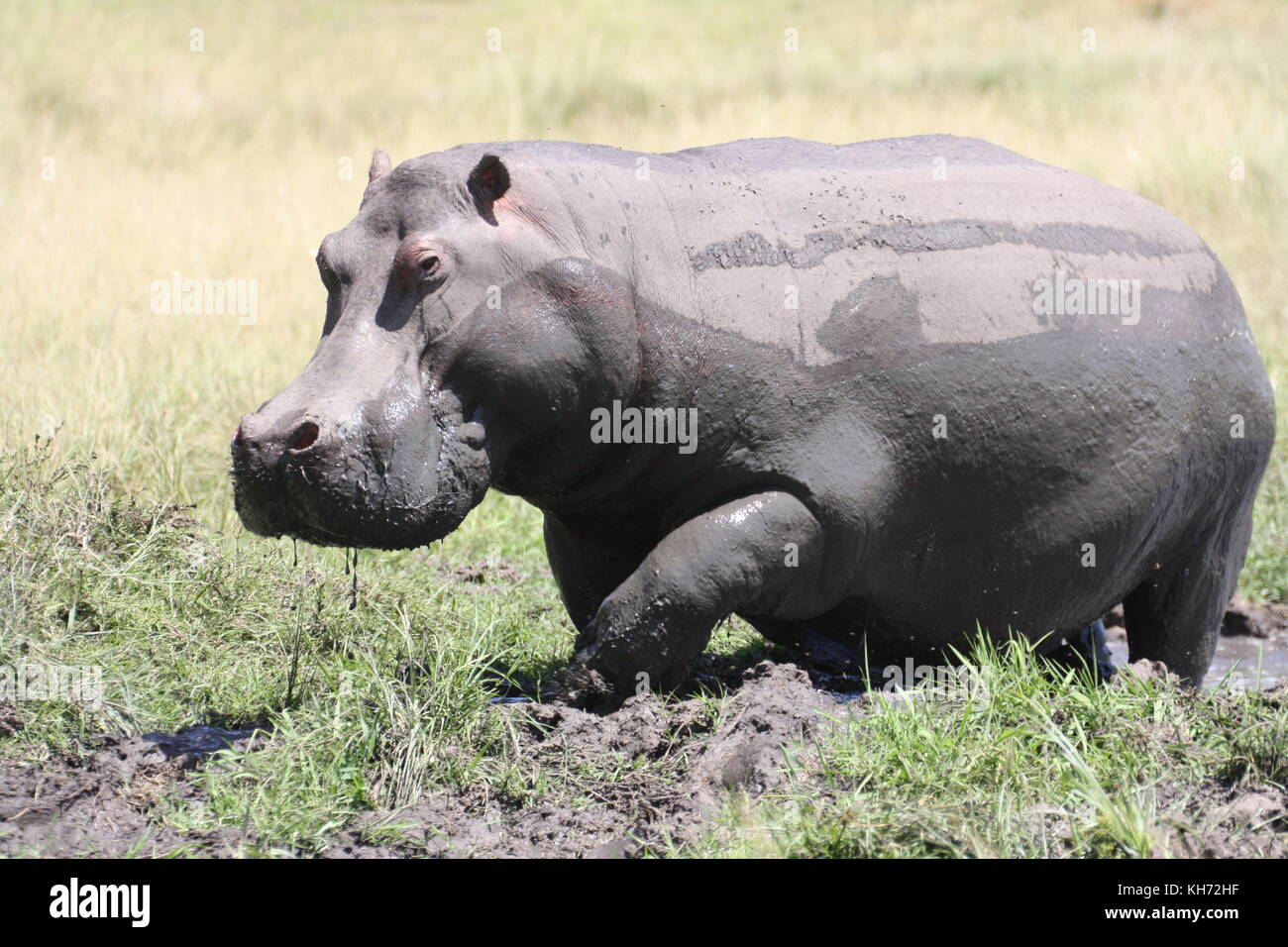 Hippo emerging from mud bath, Kenya Stock Photo - Alamy