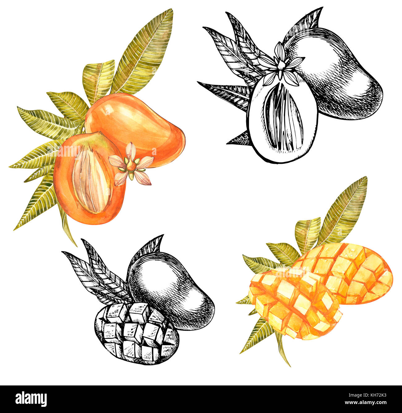 Botanical drawing mango High Resolution Stock Photography and Images ...