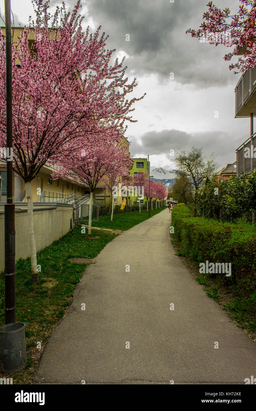 beautiful treeflower in spring, Innsbruck, Austria Stock Photo - Alamy