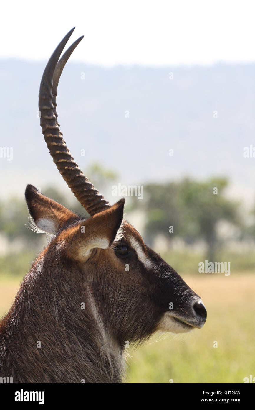 Buck, Masai Mara, Kenya Stock Photo - Alamy