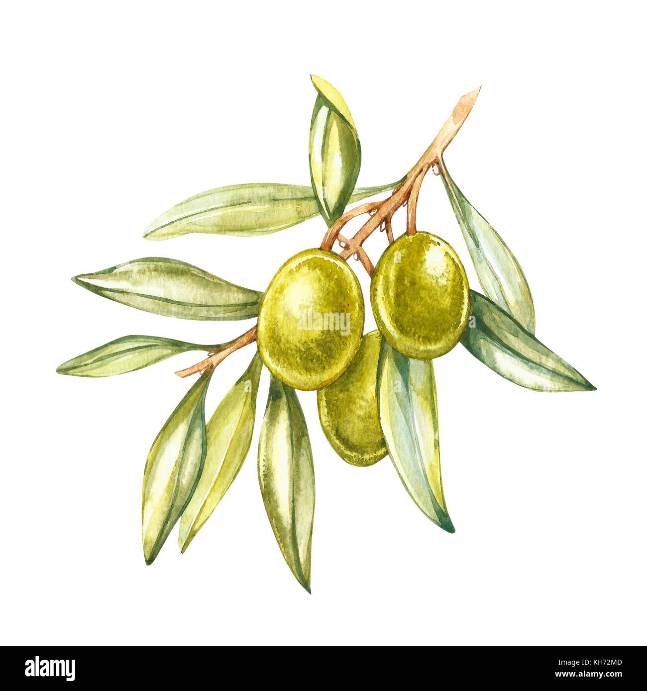 Olive fruit and olive leaves on a white background. Watercolor ...