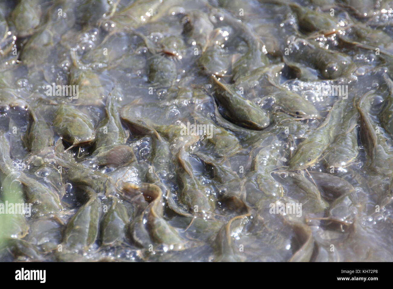 Mudfish hi-res stock photography and images - Alamy