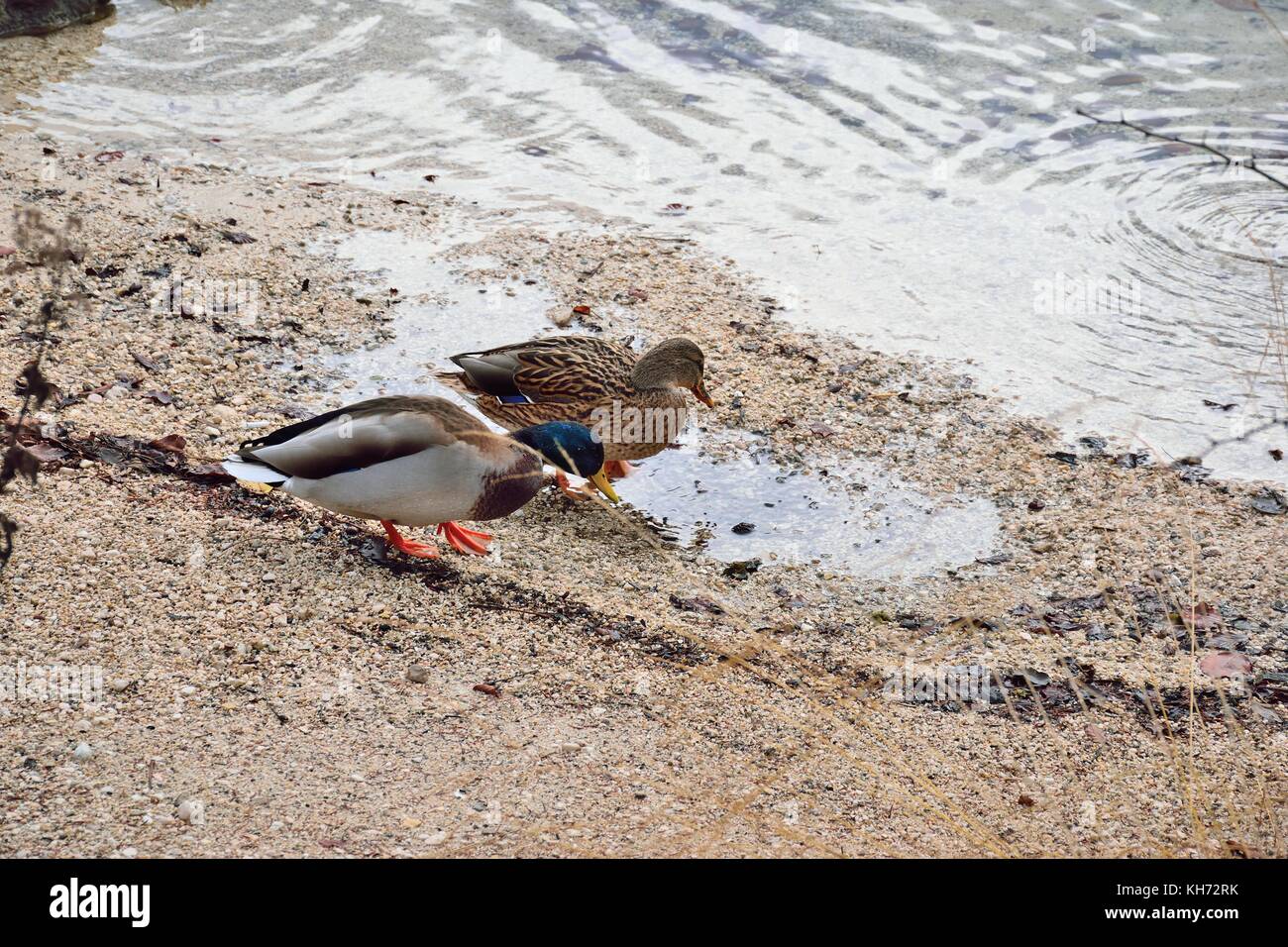 Germano hi-res stock photography and images - Alamy