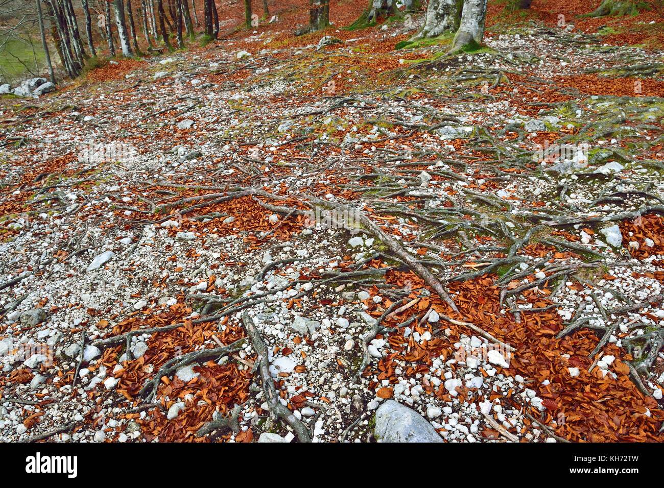 Messy trees hi-res stock photography and images - Alamy