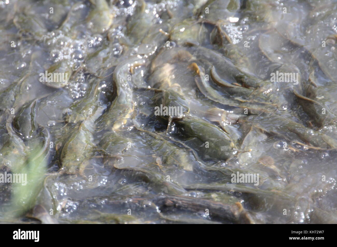 Catfish spawn, Masai Mara, Kenya Stock Photo - Alamy