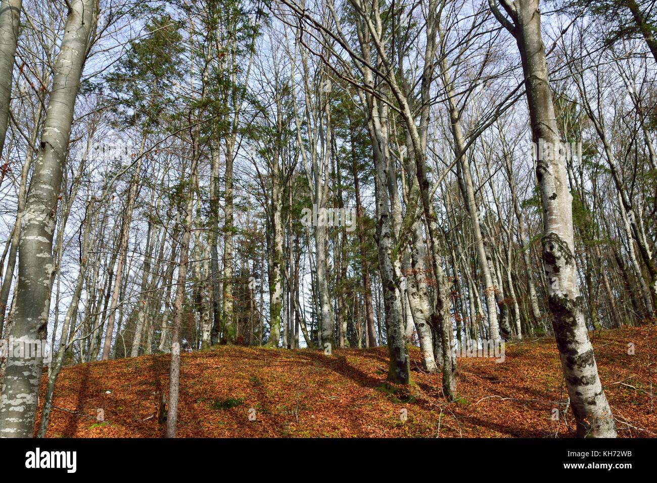 Tall birches hi-res stock photography and images - Alamy
