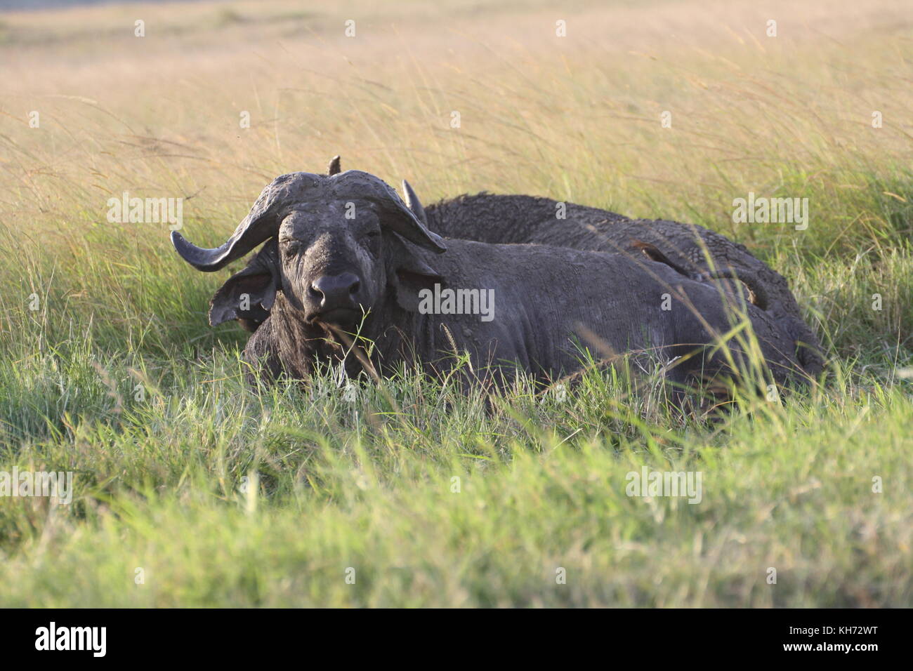 Buffalo covered in mud, Kenya Stock Photo - Alamy