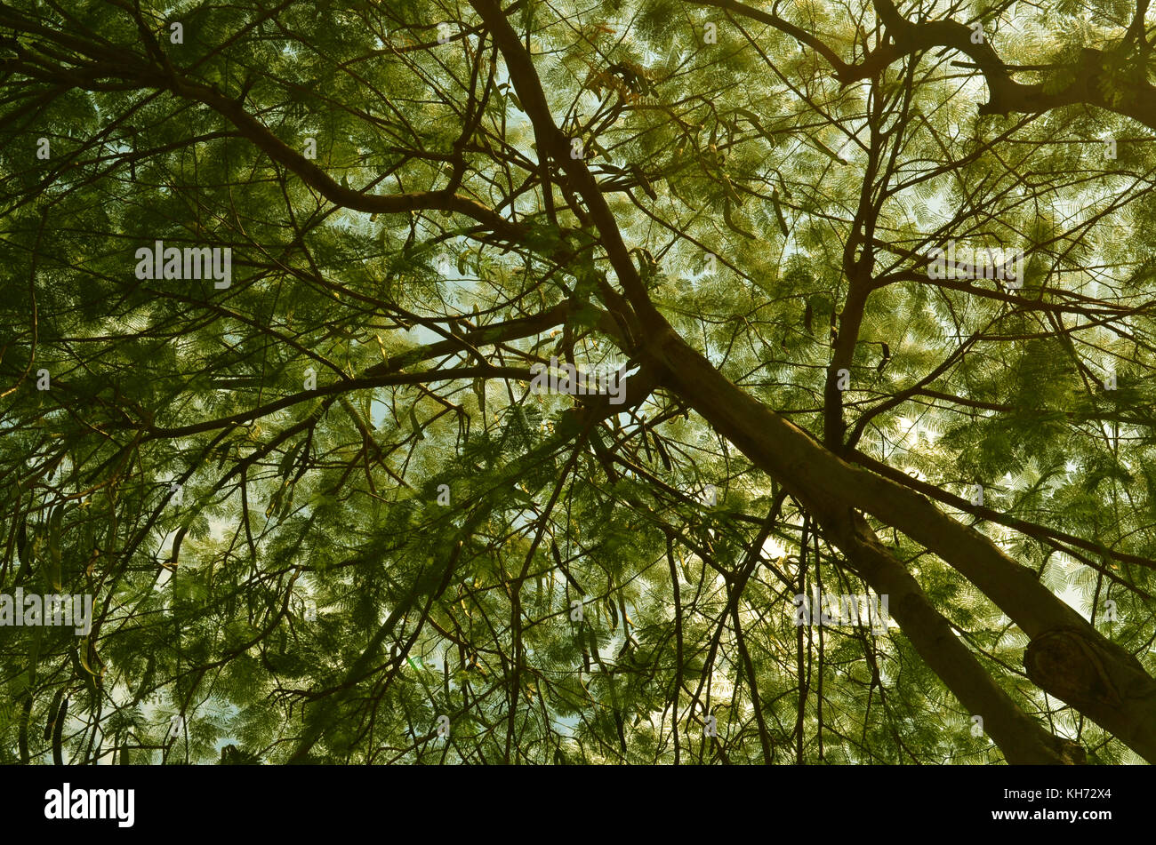 Under the tree Stock Photo - Alamy