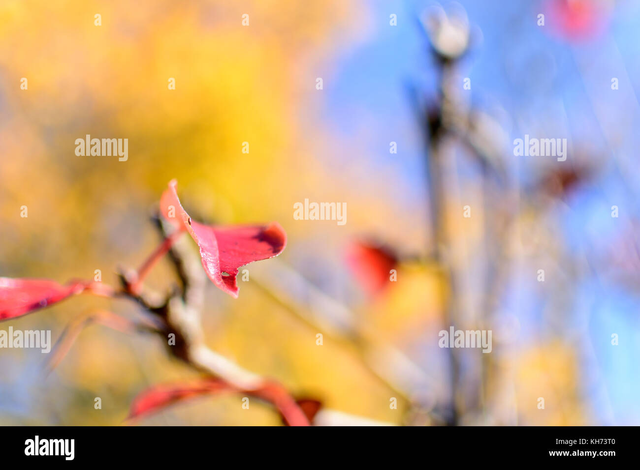 A red leaf hanging on a tree in autumn Stock Photo - Alamy