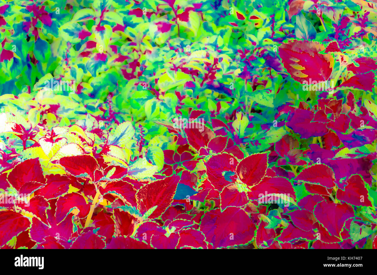 Colorful illustration of ornamental Coleus plant leaves Stock Photo - Alamy