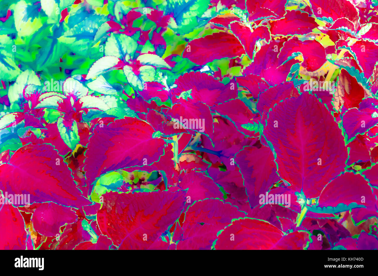 Colorful illustration of ornamental Coleus plant leaves Stock Photo - Alamy