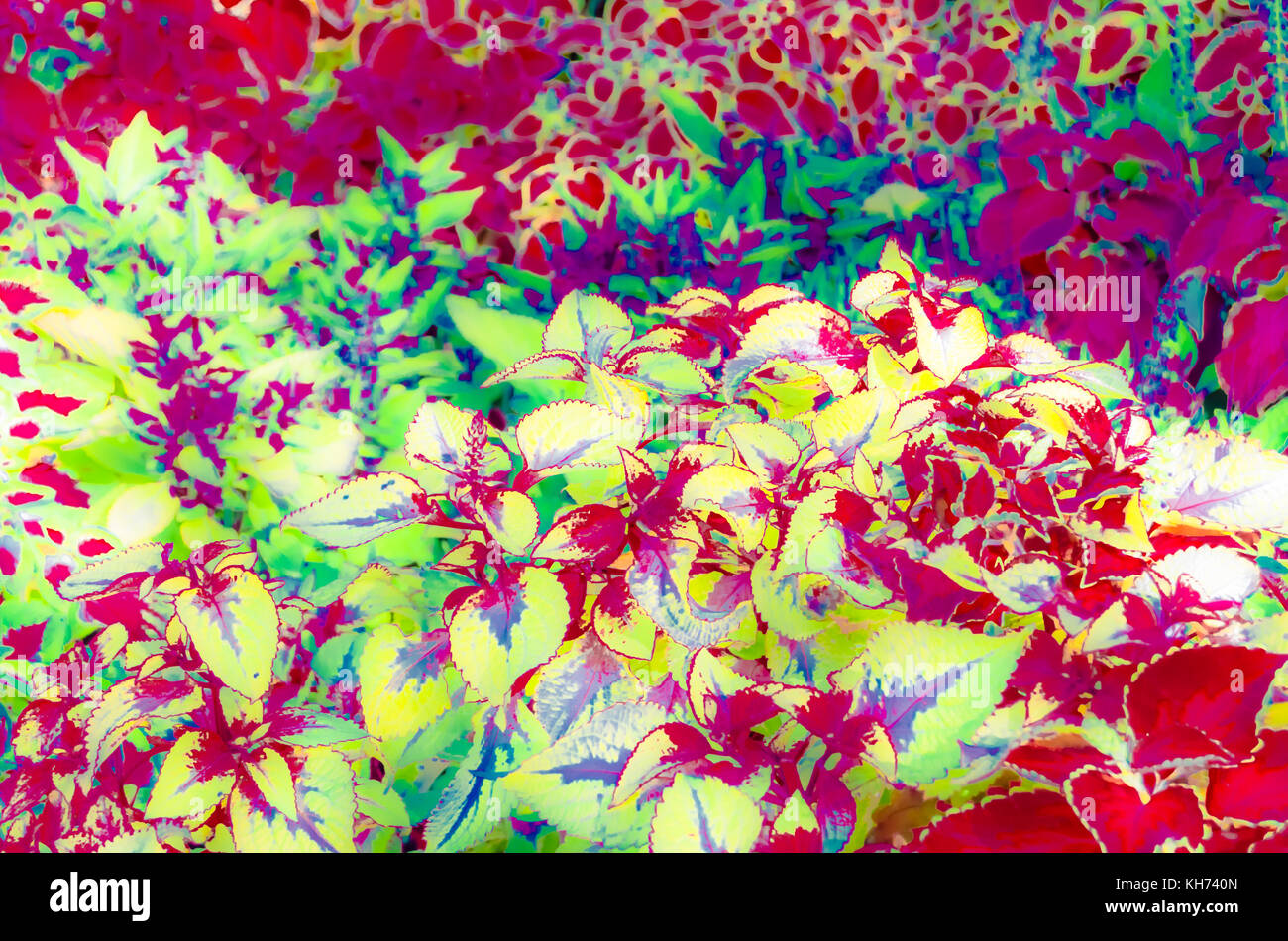 Colorful illustration of ornamental Coleus plant leaves Stock Photo - Alamy