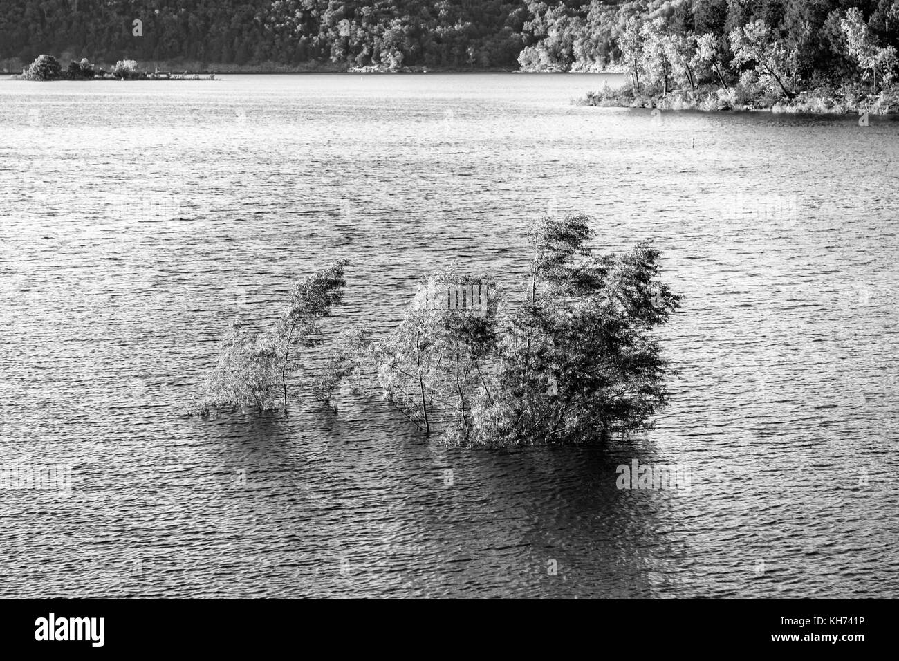 Flooded trees in flood Black and White Stock Photos & Images - Alamy