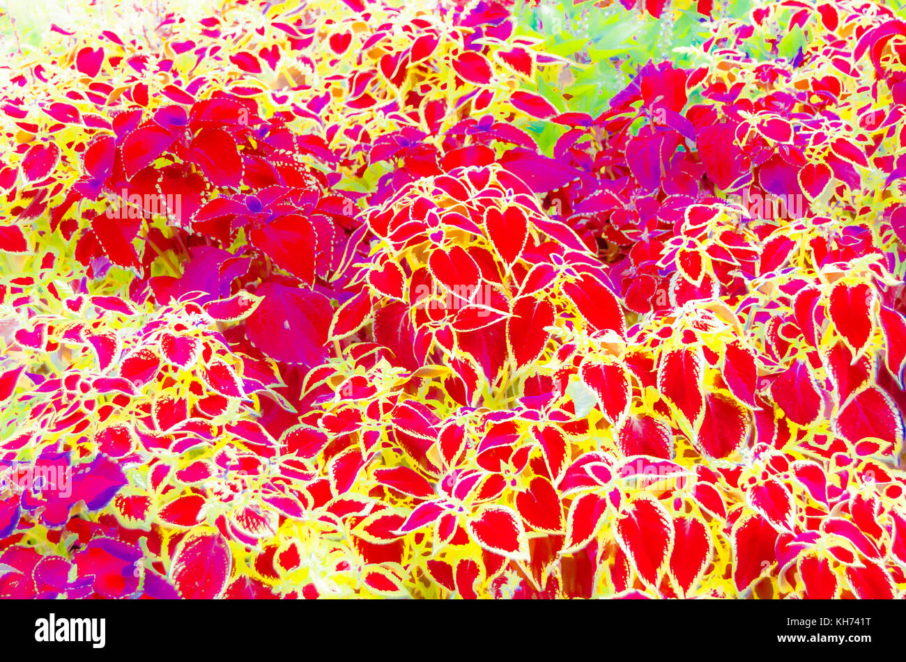 Colorful illustration of ornamental Coleus plant leaves Stock Photo - Alamy