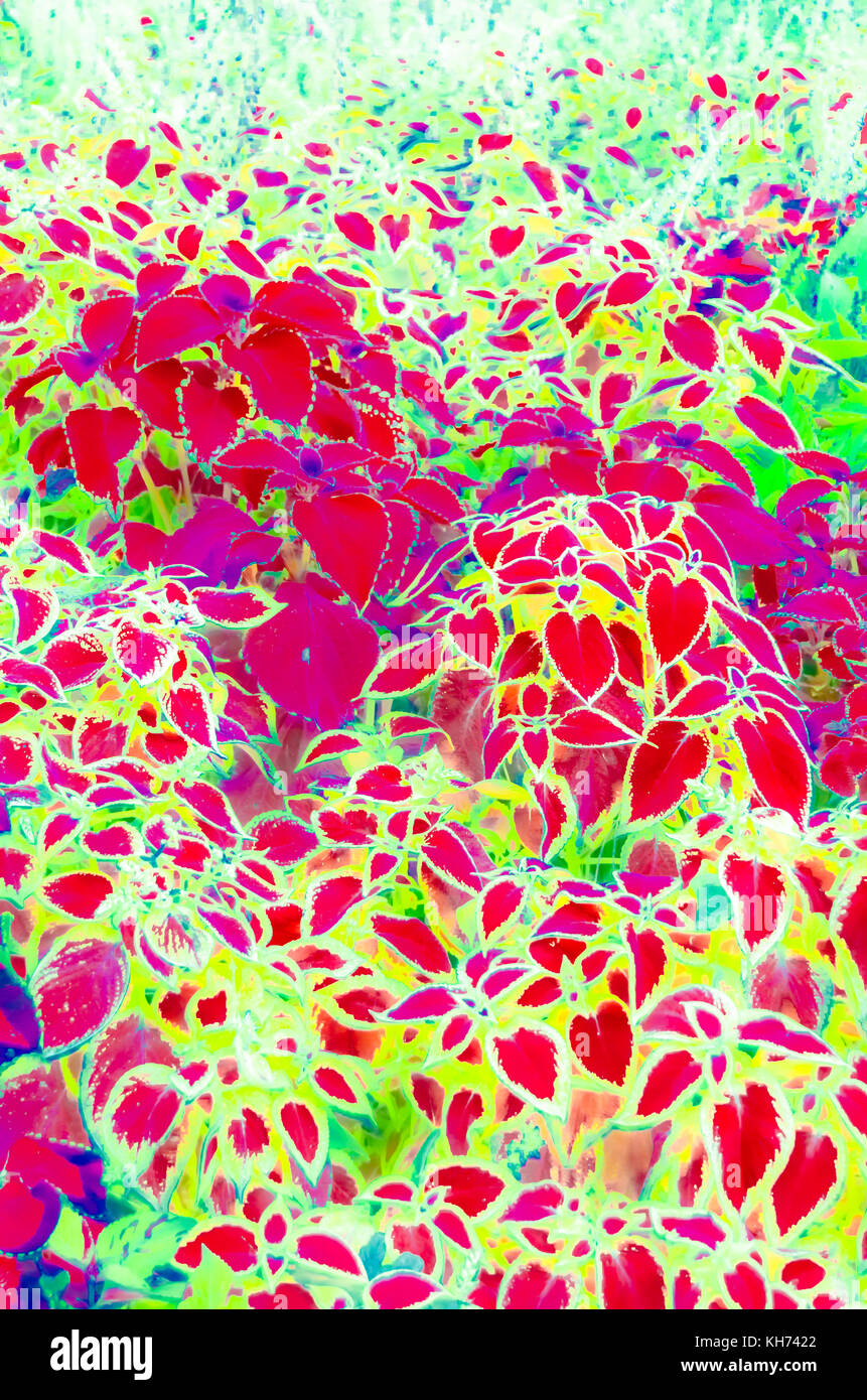Colorful illustration of ornamental Coleus plant leaves Stock Photo - Alamy
