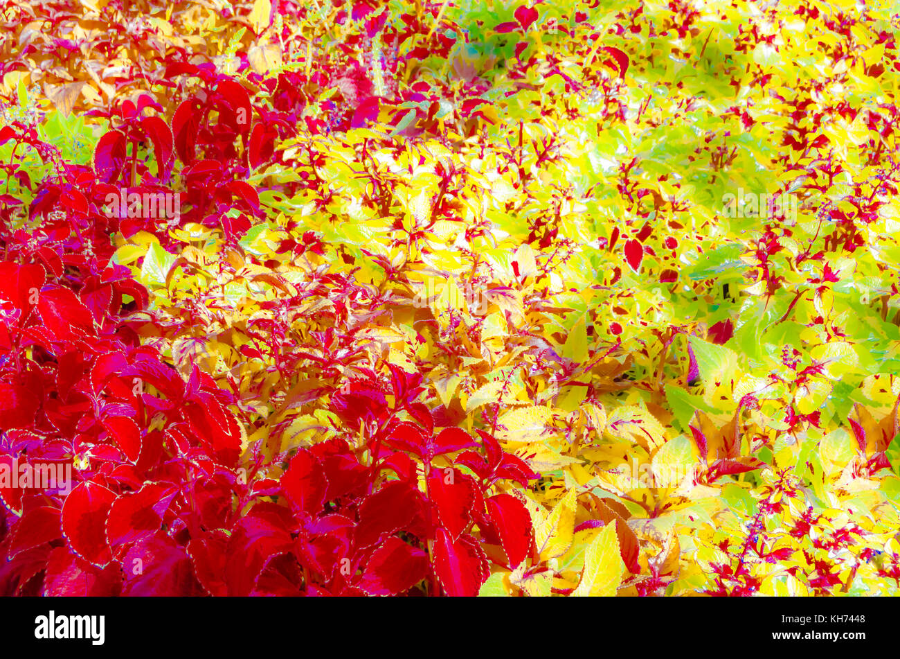 Colorful illustration of ornamental Coleus plant leaves Stock Photo - Alamy