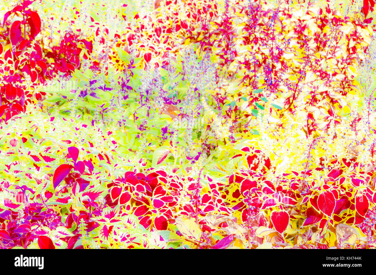 Colorful illustration of ornamental Coleus plant leaves Stock Photo - Alamy